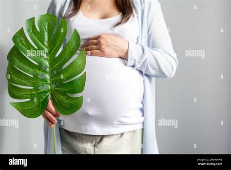 Eco Pregnancy Pregnant Woman With Big Belly Advanced Pregnancy Holding