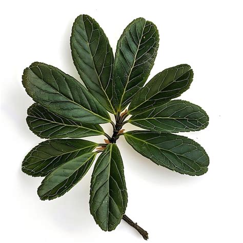 Premium Photo Isolated Alpine Azalea Leaf With Elliptic Leaf Shape And Dark Green C On Clean