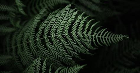 Fern Sideways Album On Imgur