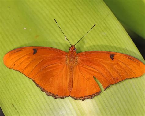 Dryas Iulia Facts Diet Habitat And Pictures On Animaliabio