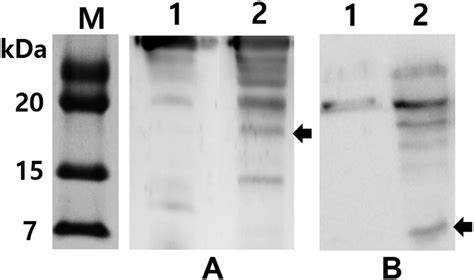 The Holin Endolysin Or Protein E Expressed In Jol1954 Confirmed By A Download Scientific