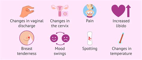 What Are The Signs Of Ovulation
