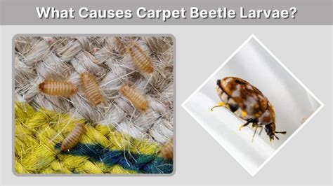 What Causes Carpet Beetles Complete Guide To Infestations And Prevention