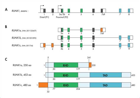 Jle Hématologie Mutationsdélétions Germinales De Runx1 Et