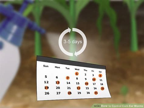 How To Control Corn Ear Worms 12 Steps With Pictures Wikihow Life