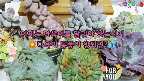 초보 다육이 통풍이 안되면 잎장을 떨구는 다육이 방울복랑🌱까칠한 룬데리~🌿💦 Youtube