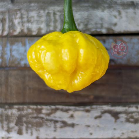 Ks Khang Starr Lemon Starrburst Pepper Seeds 86 Peppers Llc