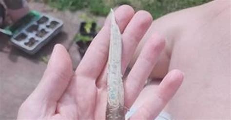 Mum Angry Cornwall School Allowed Challenging Son To Make A Shank Cornwall Live