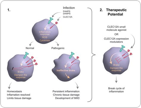 Relationship Of Neutrophil Clec12a Expression To Inflammatory Disease Download Scientific