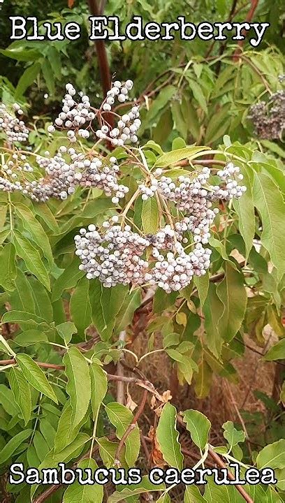 Blue Elderberry Identification Shorts Foraging Wildedibles