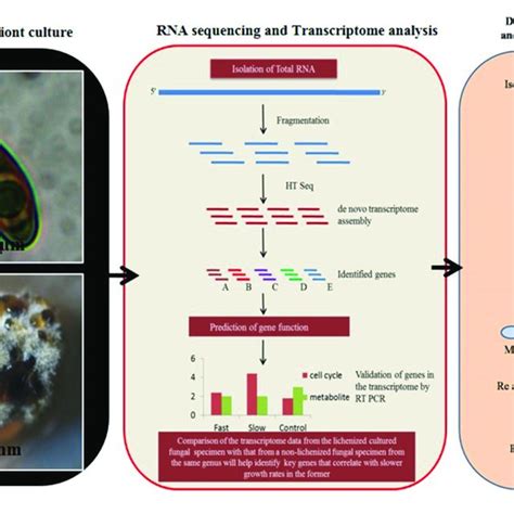 Hypothetical Workflow Of Whole Transcriptome And Targeted Genome Download Scientific Diagram