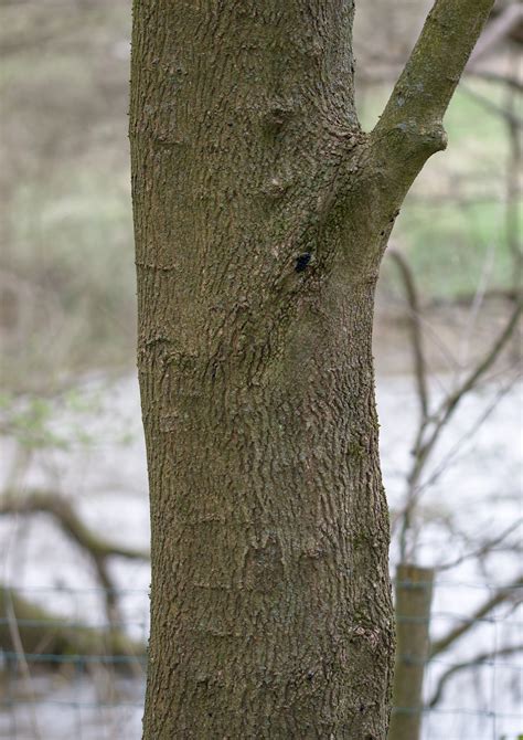 Field Maple And Beetles At Dmnr Paul Marfell