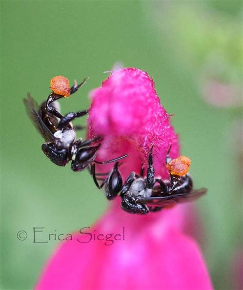 Australian Stingless Bees