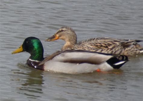 Difference Between Male And Female Mallard Ducks