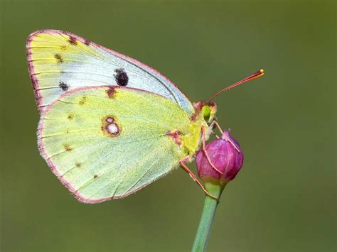 European Butterflies Group Butterfly Conservation