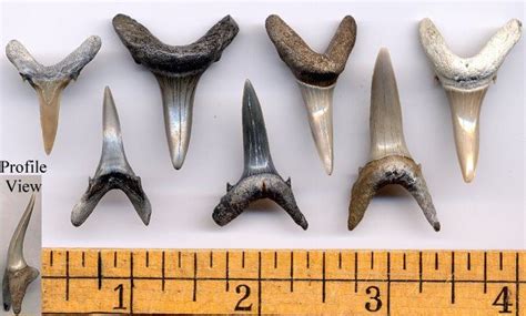 Horn Shark Teeth