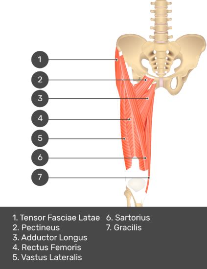 Pectineus Muscle Origin Insertion Actions Innervation Getbodysmart