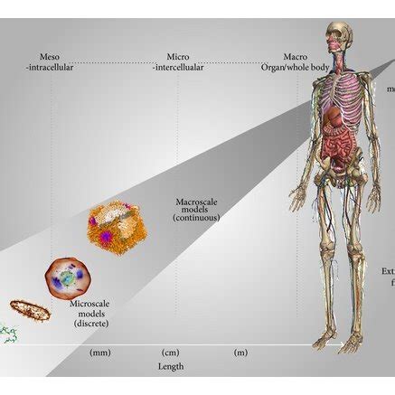 1 Multiscale Models Of The Human Body Targeting Complex Processes That