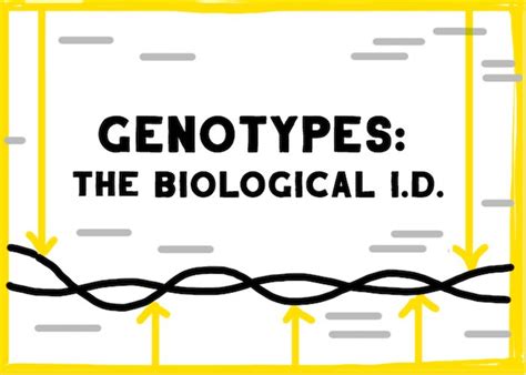 Learn About Dna Genotypes Biological Markers And More Hudsonalpha