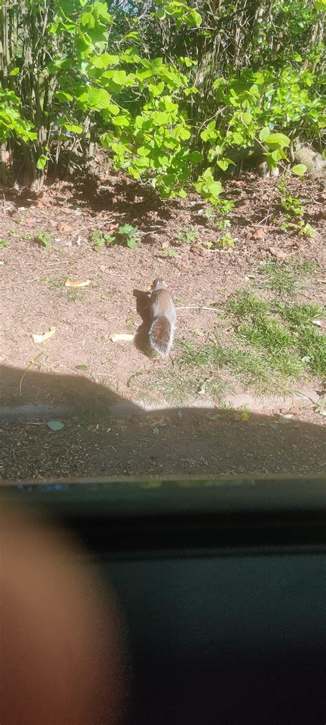 I Made Friends With This Squirrel Is It Possible To Sex Them From These Pictures R Squirrels