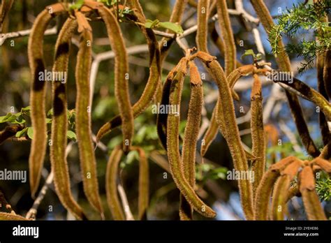 Long Curvy Fuzzy Brown Seed Pods Of Golden Trumpet Tree Handroanthus Chrysotrichus From