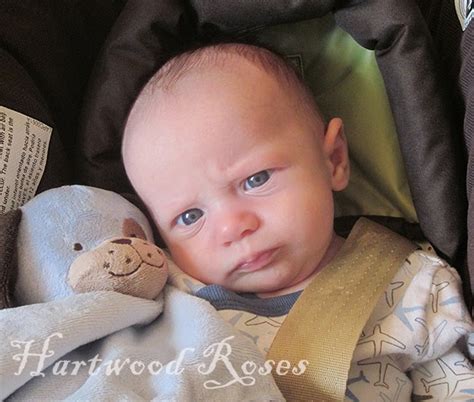 Hartwood Roses Six Weeks Old