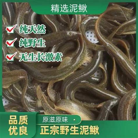 十大最好养的胎生鱼 惠农网