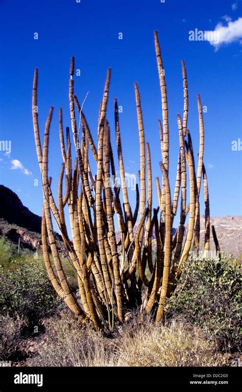 Arizona Organ Pipe Cactus National Monument Dead Organ Pipe Cactus