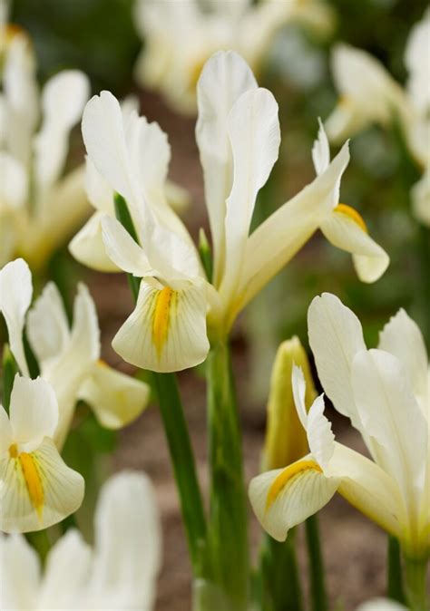 Buy Louise Bulbs Online Louise Autumn Dwarf Iris Iris Bloms Bulbs Uk