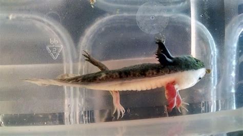Different Types Of Axolotls Axolotl Morphs Colors Colours Artofit