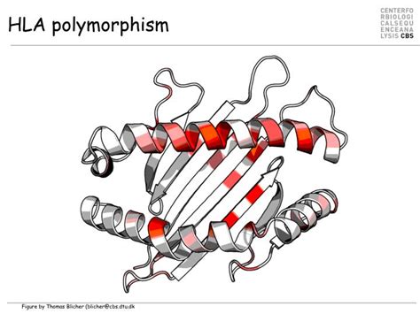 Ppt Mhc Polymorphism Powerpoint Presentation Id1277416