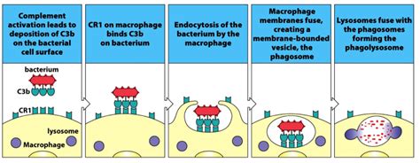 Phagocytosis Cellular Example