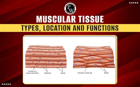 Muscular Tissue, Diagram, Types, Location and Functions