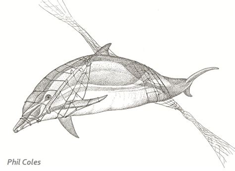 Cetacean Bycatch Marine Connection