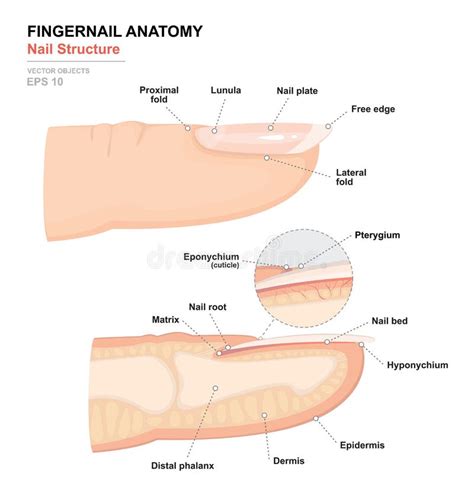 Anatomical Training Poster Fingernail Anatomy Cross Section Of The