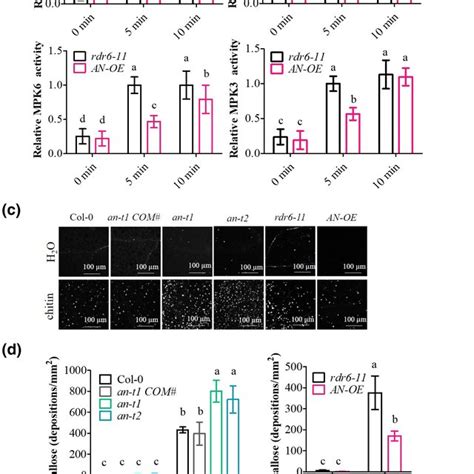 An Negatively Regulated Pathogen‐associated Molecular Pattern Download Scientific Diagram