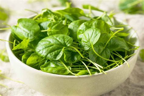 How To Plant And Grow Watercress Gardeners Path