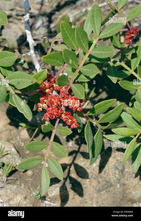 Mastic Tree Pistacia Lentiscus Evergreen Tree From Cyprus Male