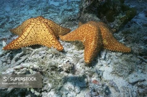Starfish Asteroidea On The Ocean Floor Superstock