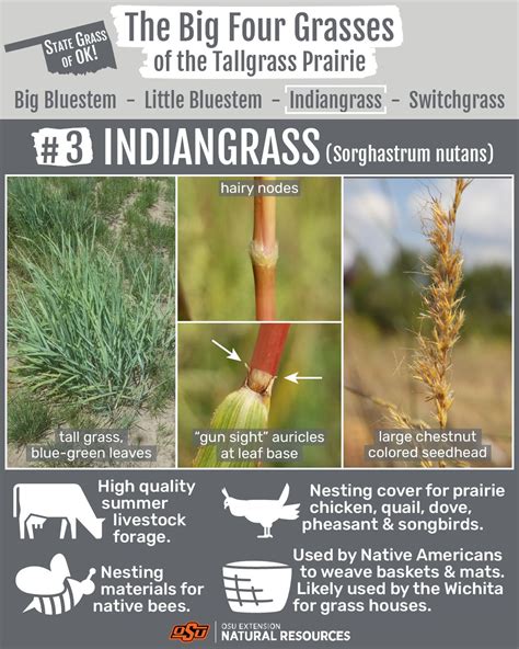The Big Four Are Dominant Grass Species Of The Tallgrass Prairie Big Bluestem Little Bluestem