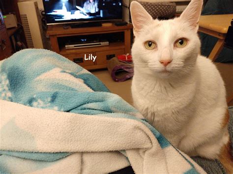 solve remembering lily 0615 may i please have lap time now mum