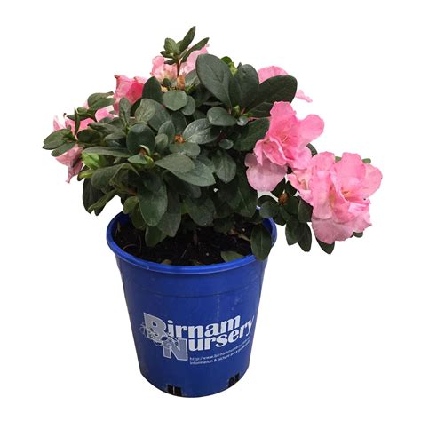 175mm Assorted Azaleas Azalea Species Bunnings Australia