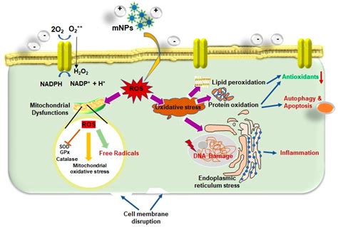 Metal Based Nanoparticles And Their Relevant Consequences On