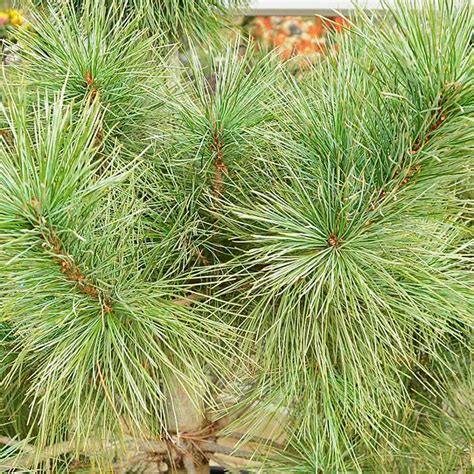 Domingo Hybrid Pine For Sale Online The Tree Center