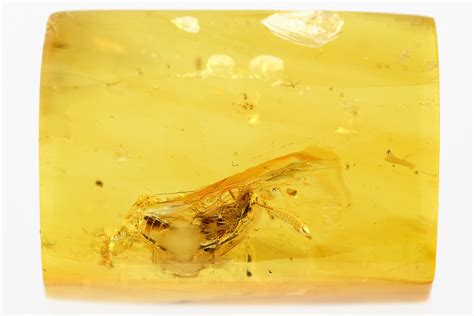 Detailed Fossil Termite Isoptera In Baltic Amber 294393 For Sale