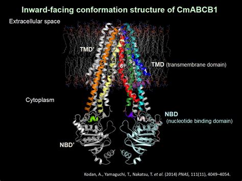 Abc Transporter 京都大学大学院薬学研究科 構造生物薬学分野