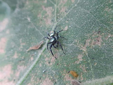 Common Household Pests Identification Prevention And Solutions By