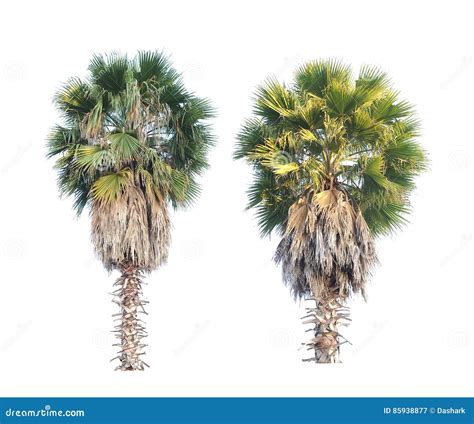 Two Borassus Flabellifer Trees Or Cambodian Palm Stock Illustration