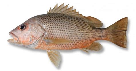 Info Spesies Profil Ikan Jenahak