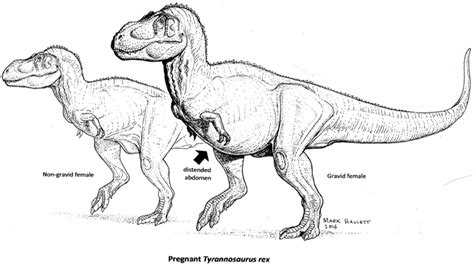 Pregnant T Rex Discovery Sheds Light On Evolution Of Egg Laying Abc News